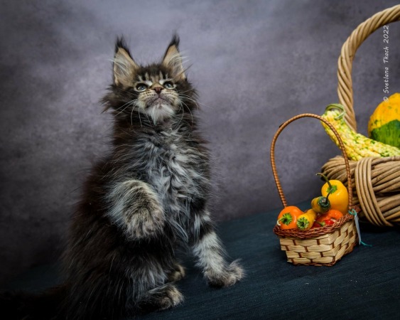 Dobrev Coons Cattery Maine Coon for Sale Pedigree Purebred Kittens ...